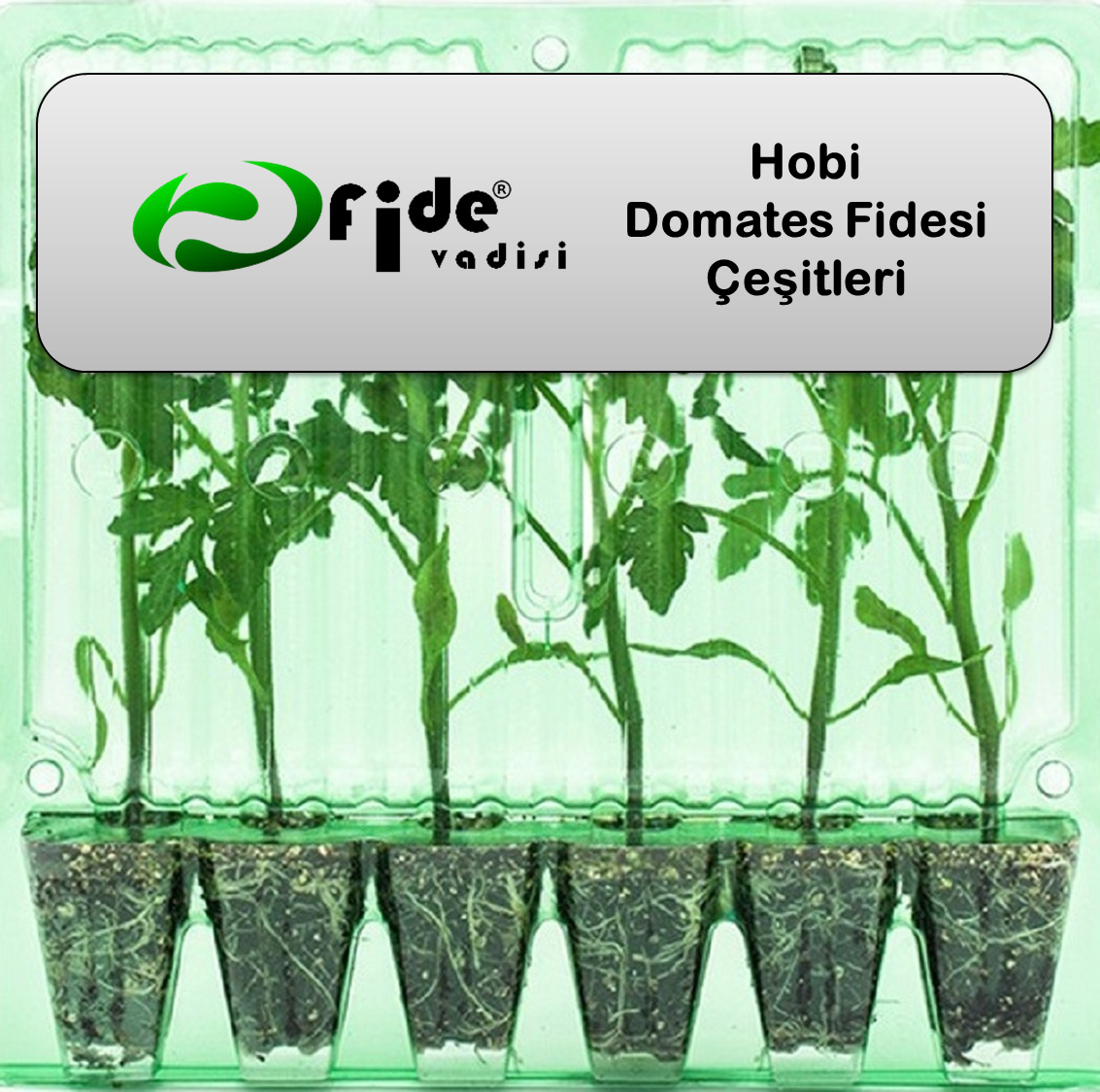 Domates Fidesi Çeşitleri (6’lı Ambalaj) - Punto Fide
